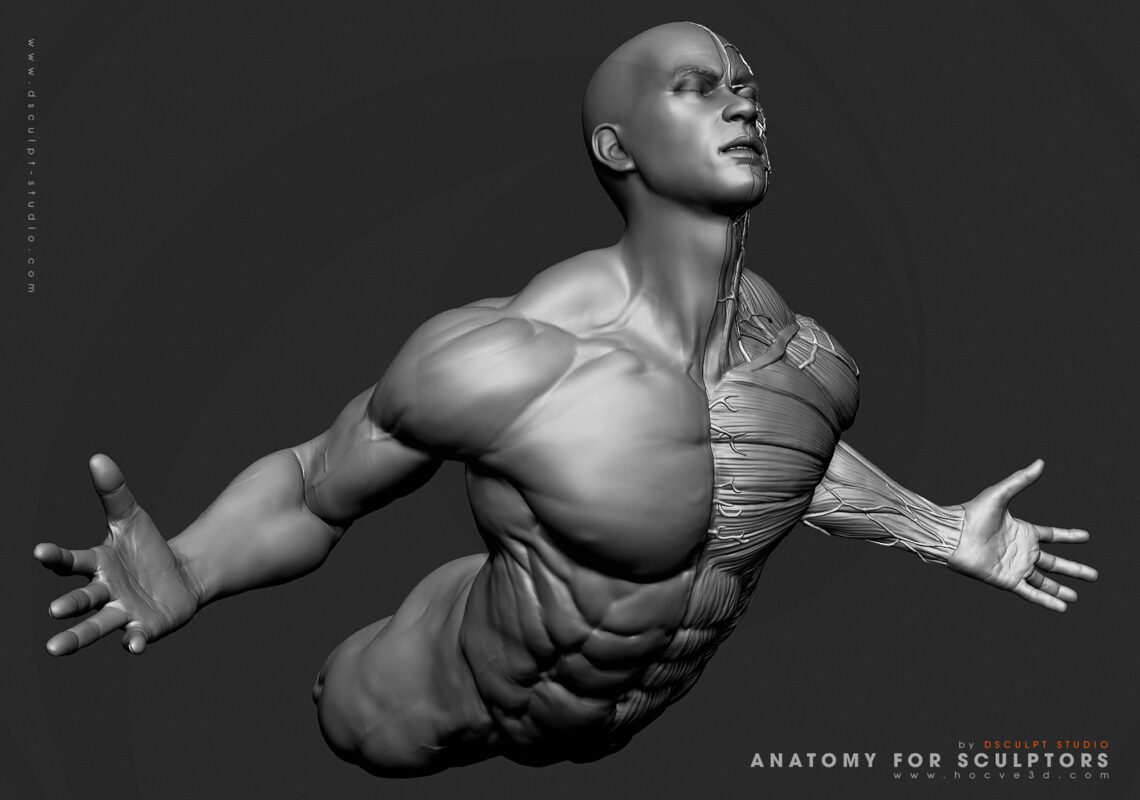 Anatomy for Sculptors - Học 3D cùng Art Director Dương Văn Điệp