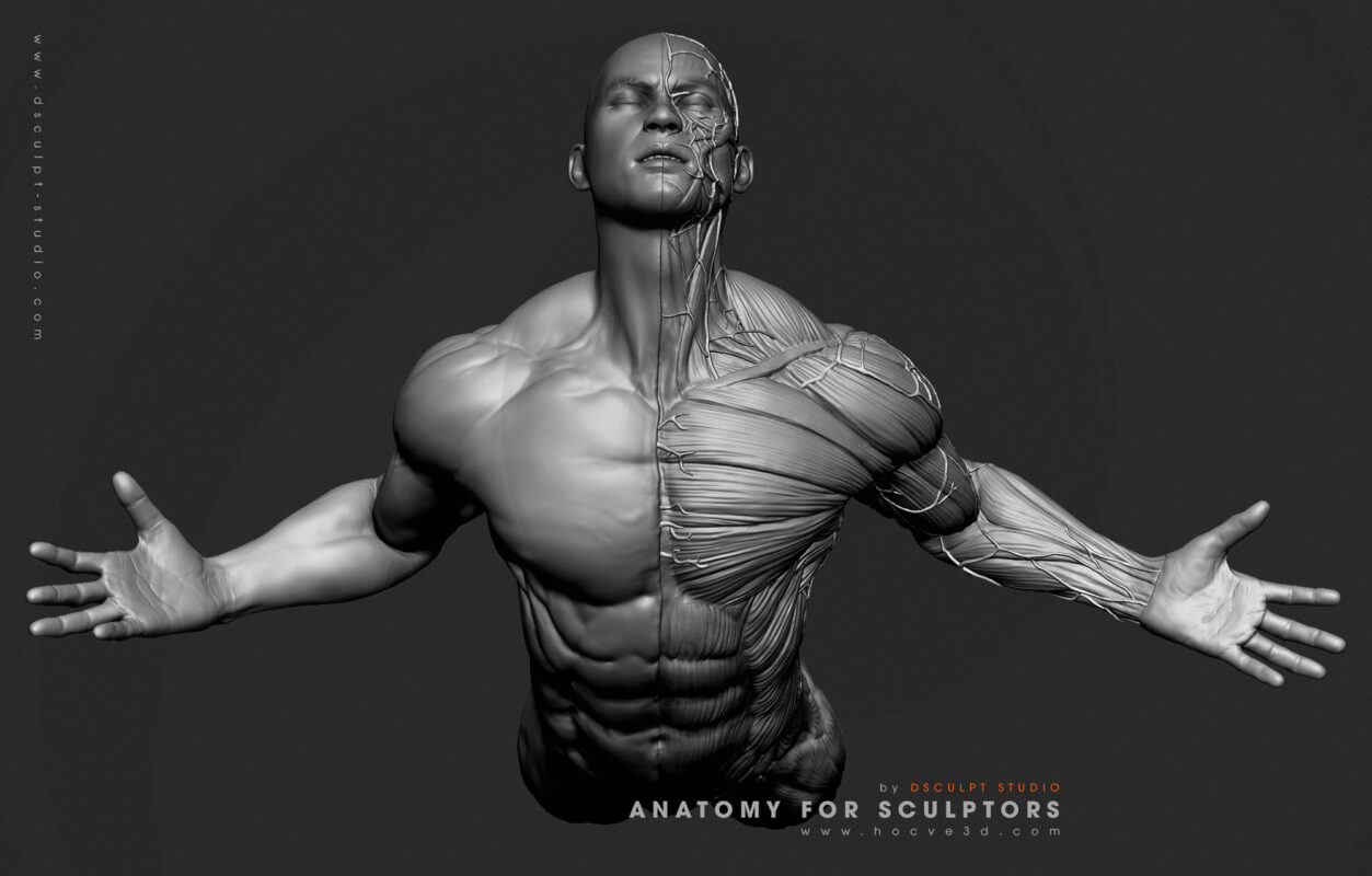 Anatomy for Sculptors - Học 3D cùng Art Director Dương Văn Điệp