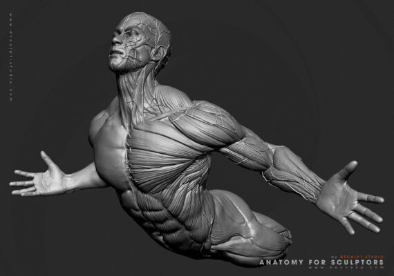 Anatomy for Sculptors - Học 3D cùng Art Director Dương Văn Điệp